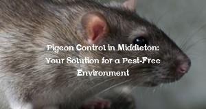 Pigeon Control in Middleton: Your Solution for a Pest-Free Environment ...